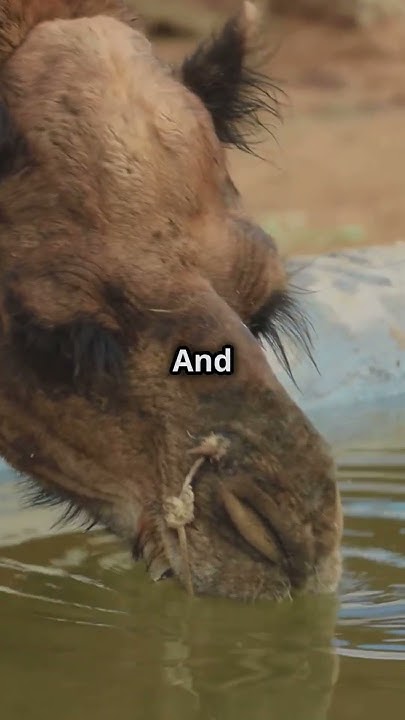 Incredible Animal Adaptations: Nature's Survival Secrets! - YouTube