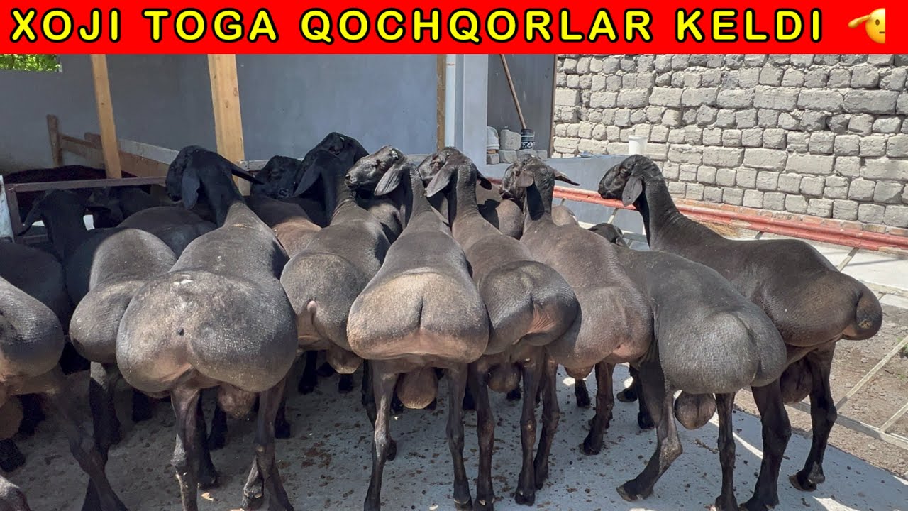 80/90 kg QOZI QOCHKORLAR 😱 SHOSHILING endi 91-659-52-52 90-582-66-82 ...