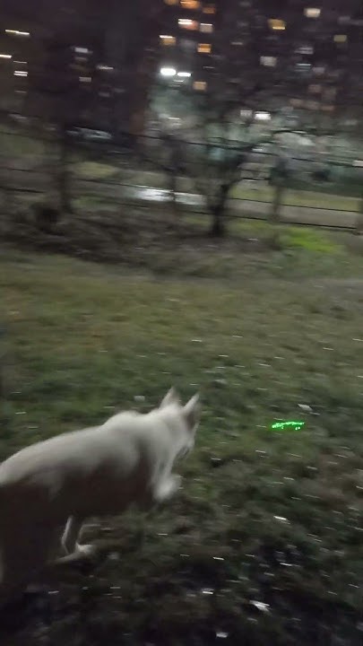 #бшо #белаяшвейцарскаяовчарка #собака #щенок - YouTube