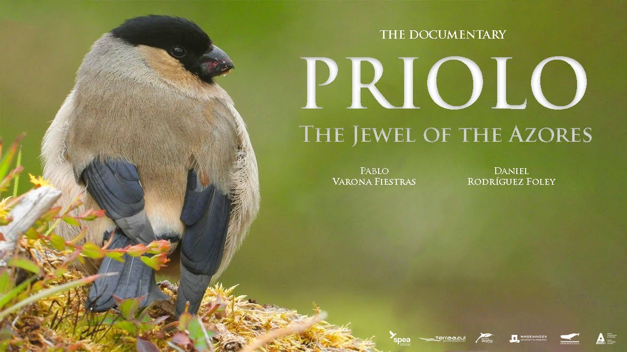 PRIOLO The Jewel of the Azores (ENGLISH) - YouTube