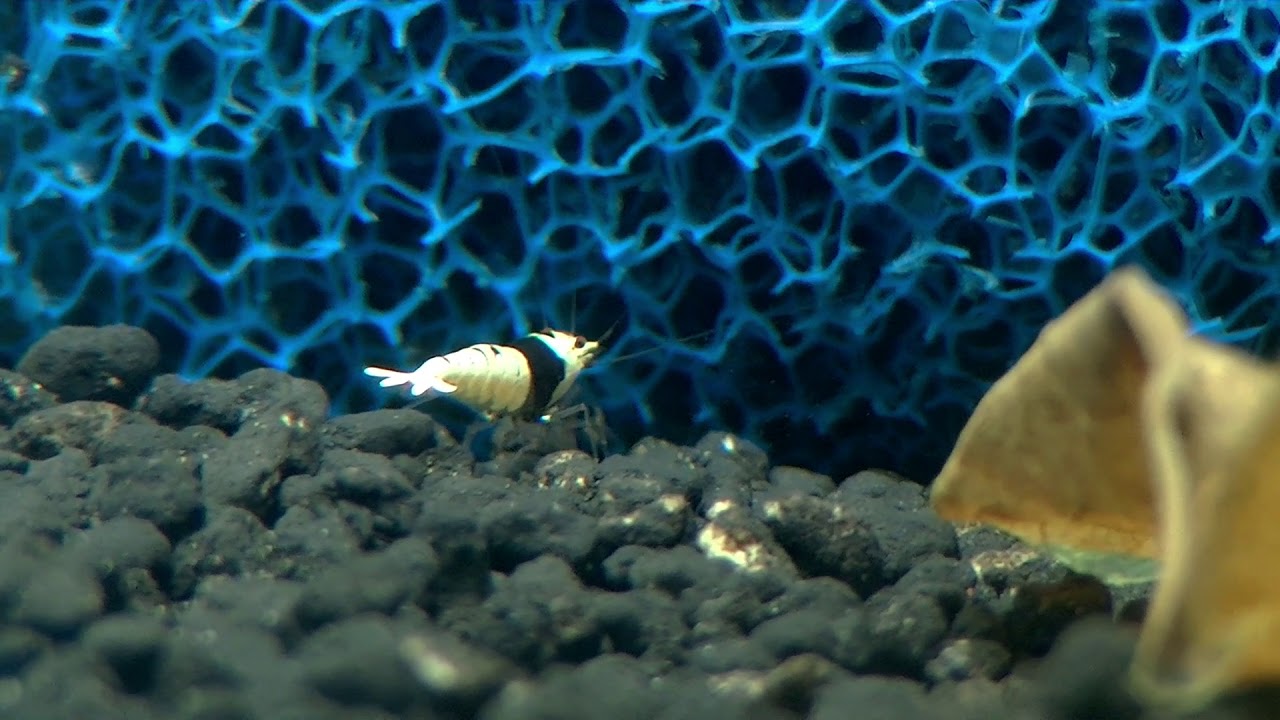 Farma Krewetek nowy nabytek Pure Black Line (PBL Shrimp). - YouTube