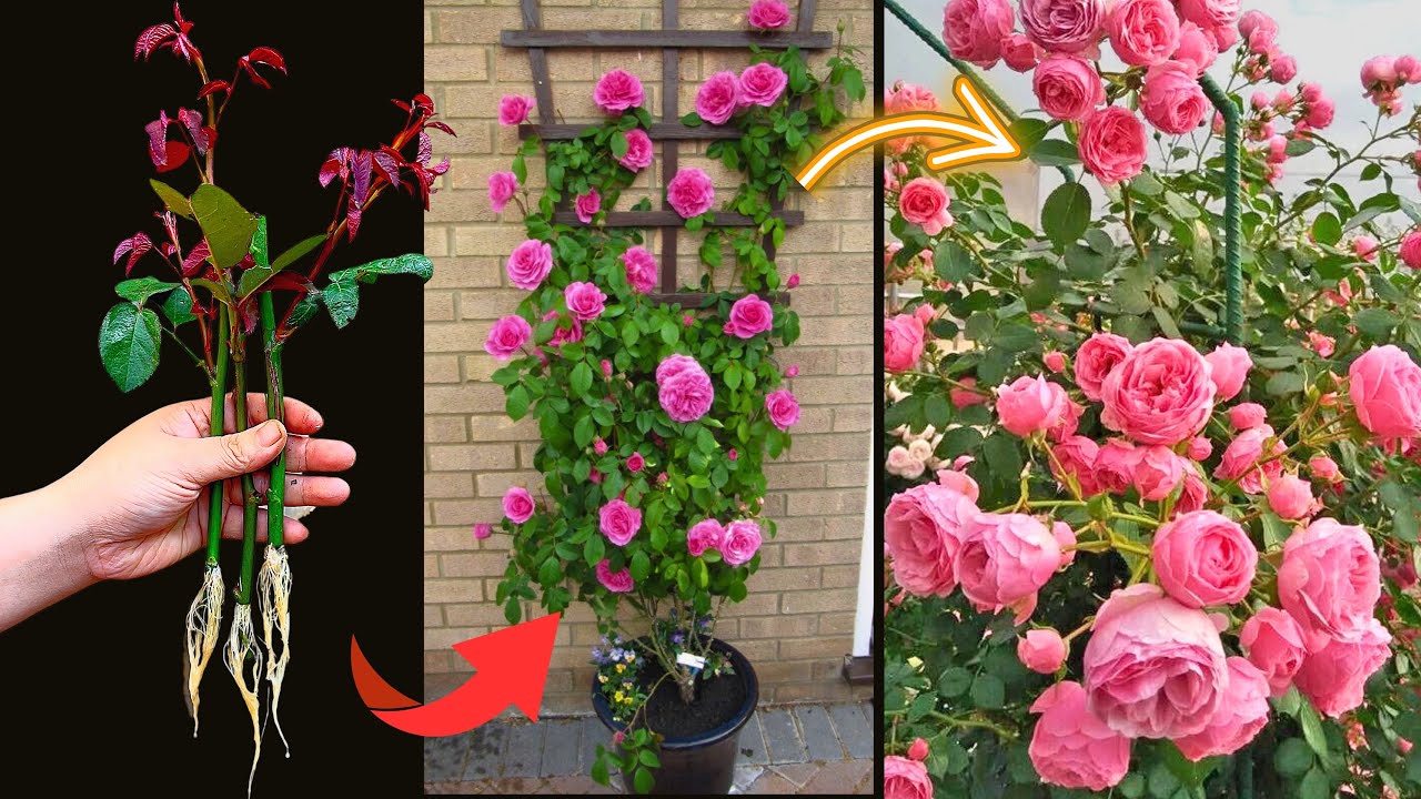 The secret to breeding the most powerful, breakthrough rose plant I ...