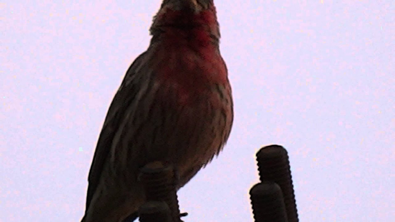 MAle House Finch singing early morning. 1080p with Sony Cyber-shot DSC ...