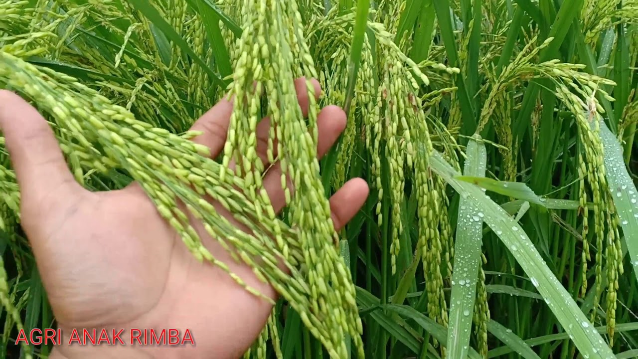 Tangkai Super Mantap ! Rencana Bibit Padi Anak Rimba Tahun Depan - YouTube