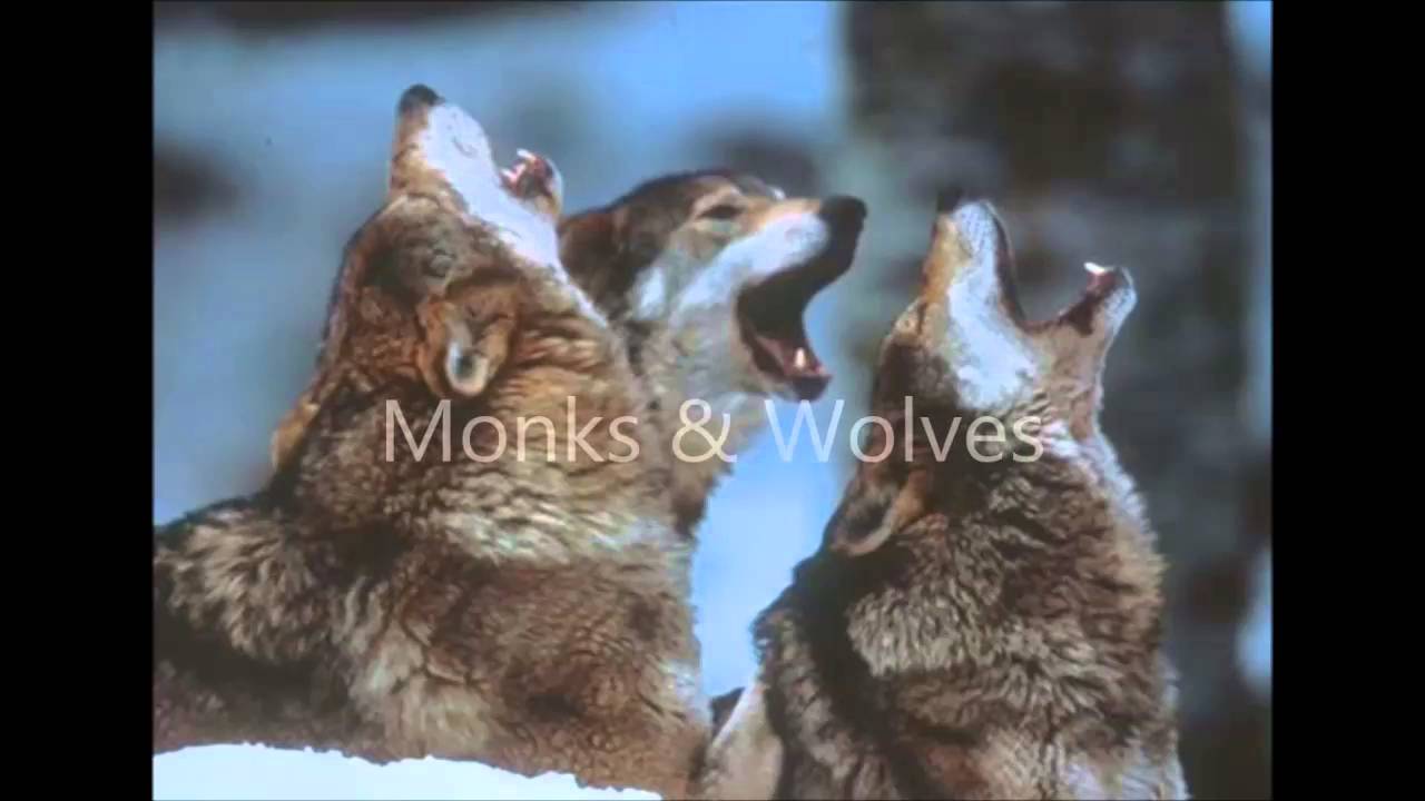 Monks & Wolves - YouTube