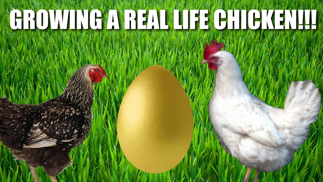 How to Grow a Real Life Chicken!!!!! - YouTube