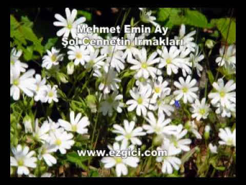 Şu cennetin ırmakları   ilahi
