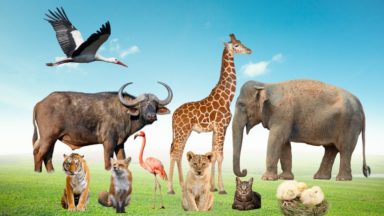 ANIMALS AROUND US - rabbit, dog, cat, giraffe, chicken, deer, elephant ...