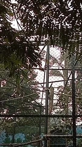 এই হচ্ছে উল্লুক ~ This is Ulluk animal - YouTube