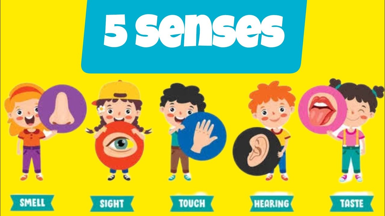 Five Senses Song for Kids | learn about sense organs | learning videos ...