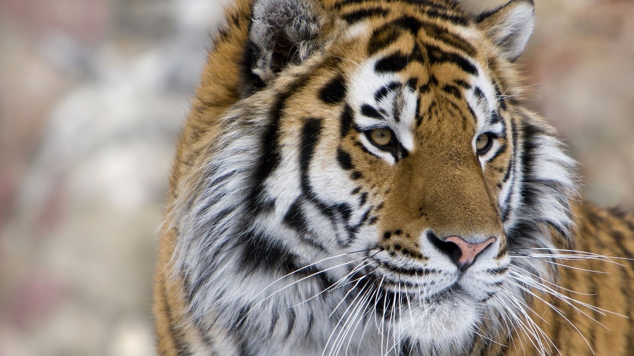 Siberian Tiger || Eating Chicken - YouTube