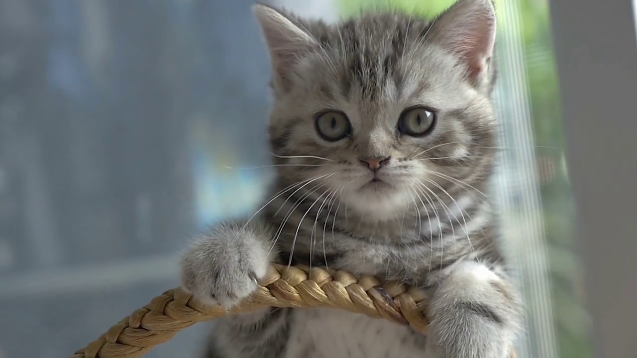 Wanna make some awesome videos ? Try these CUTE CAT STOCK FOOTAGES ...
