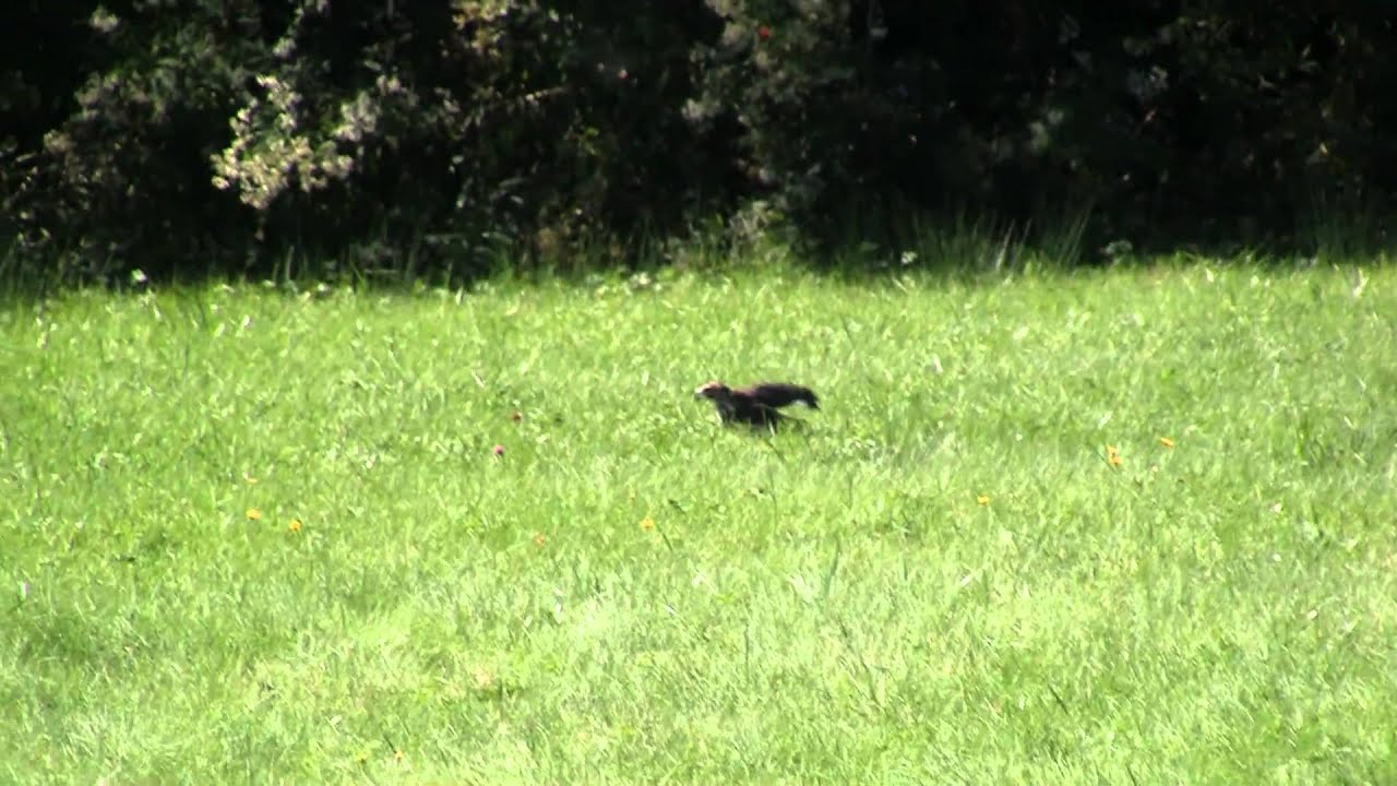 CWRC - Broadwing Hawk Creance training - YouTube