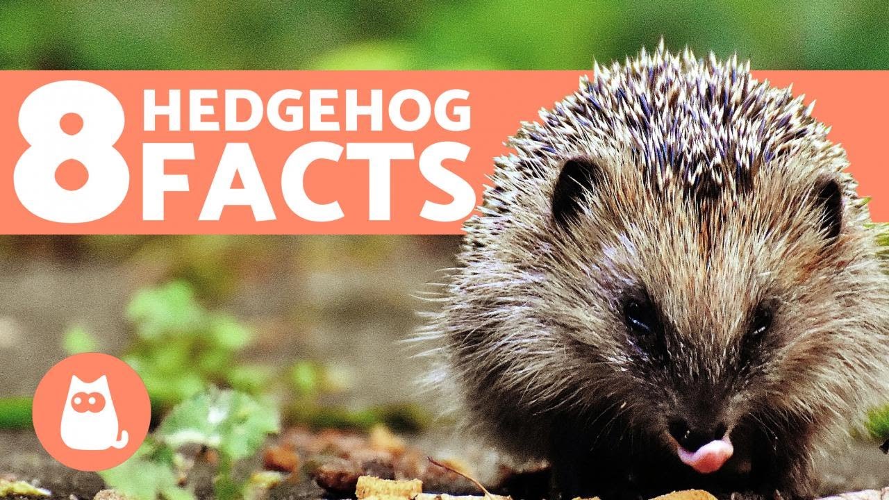 Where Do Hedgehogs Live? (Wild Habitat vs. Domestic Needs)