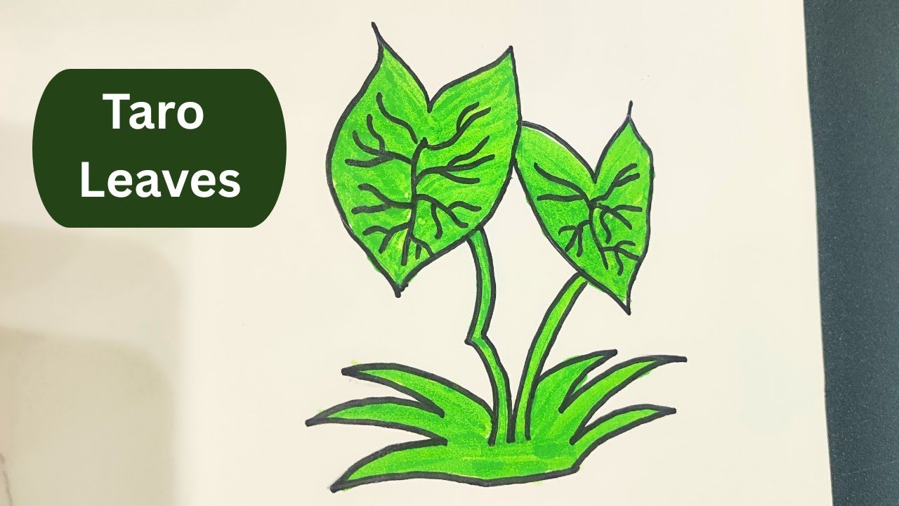 Taro leaves drawing very easy ||step by step|| - YouTube