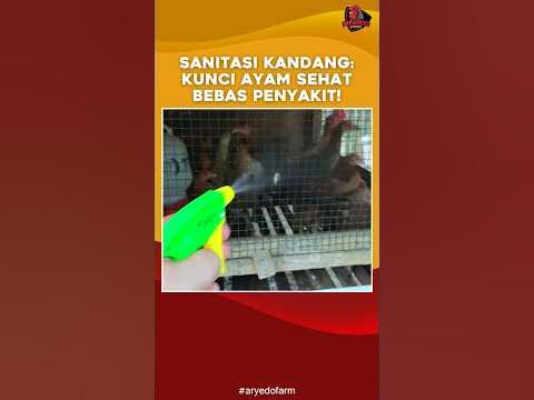 Sanitasi Kandang: Kunci Ayam Sehat Bebas Penyakit! - YouTube