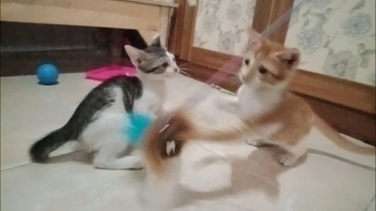 Funny and cute active kittens playing with toys, very cheerful and ...