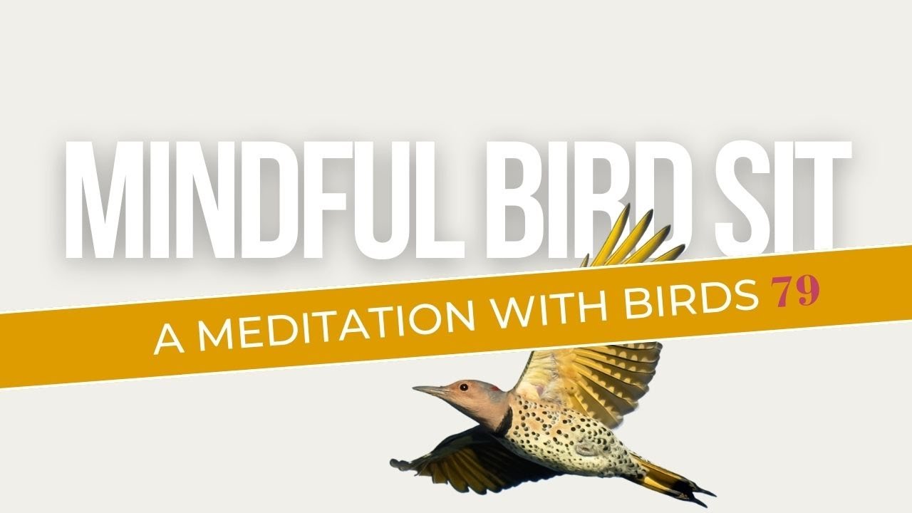 Mindful Birding - Weekly Meditation with Birds - SEVENTY NINE ( # ...