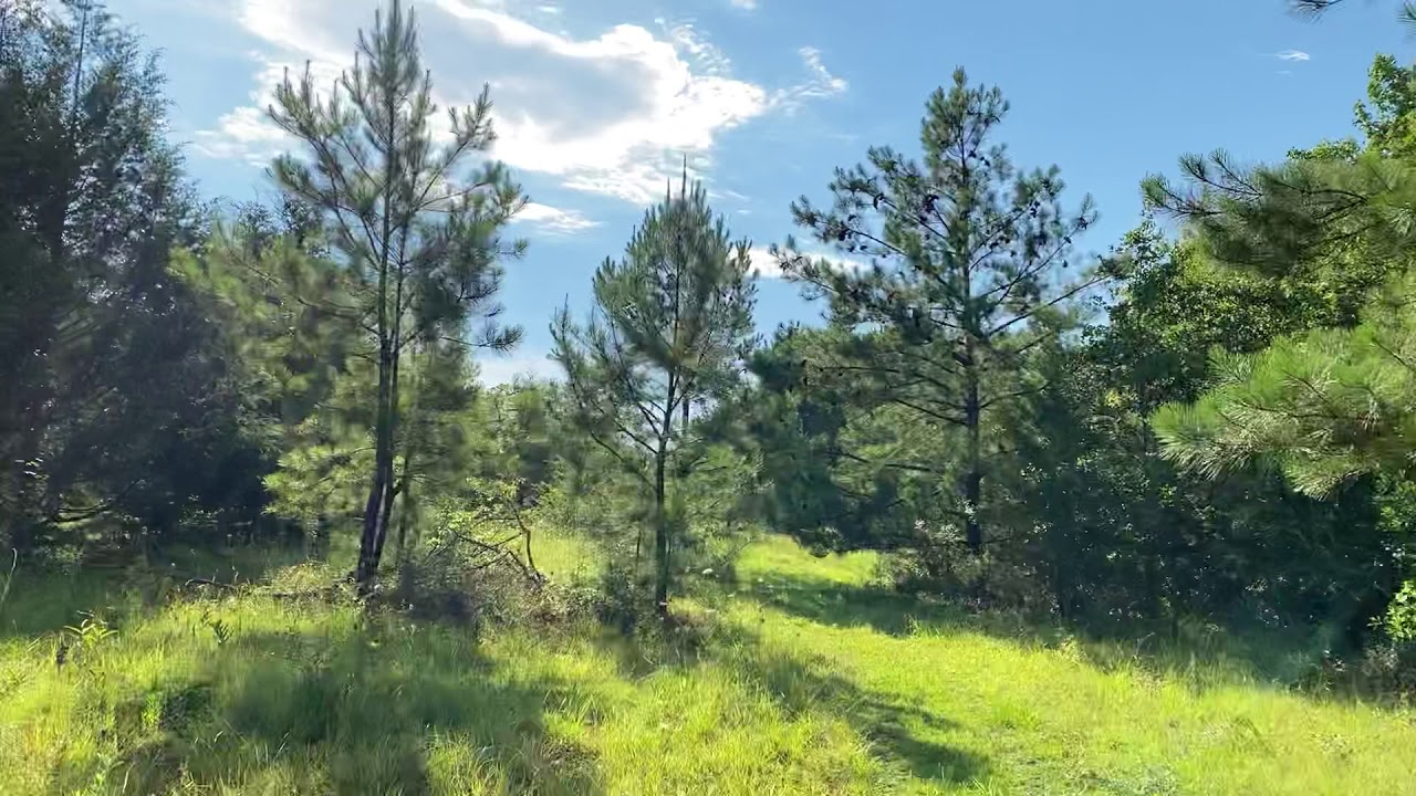 Driving Through Woods - Lowndes County, Alabama - June 15, 2020 - YouTube