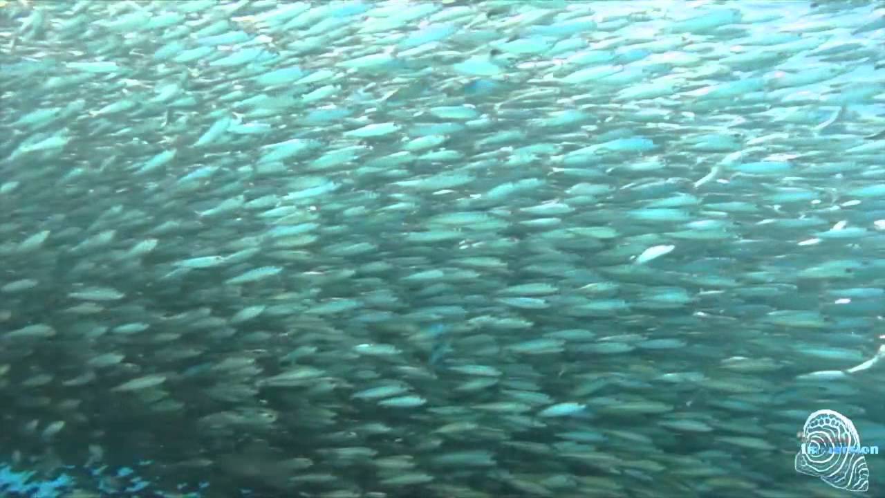 Scuba Diving Moalboal Cebu Island Philippines Sardine Run - YouTube