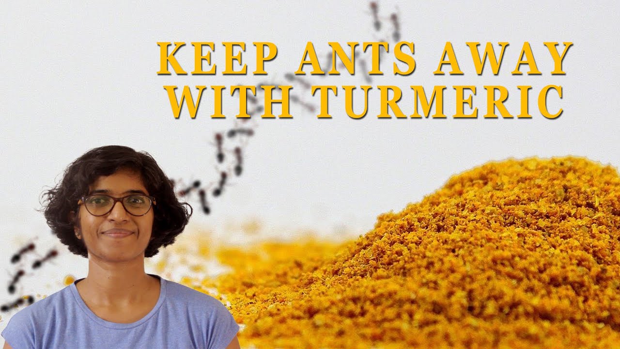 Keep ants away with Turmeric l Climate Change with Nisha - YouTube