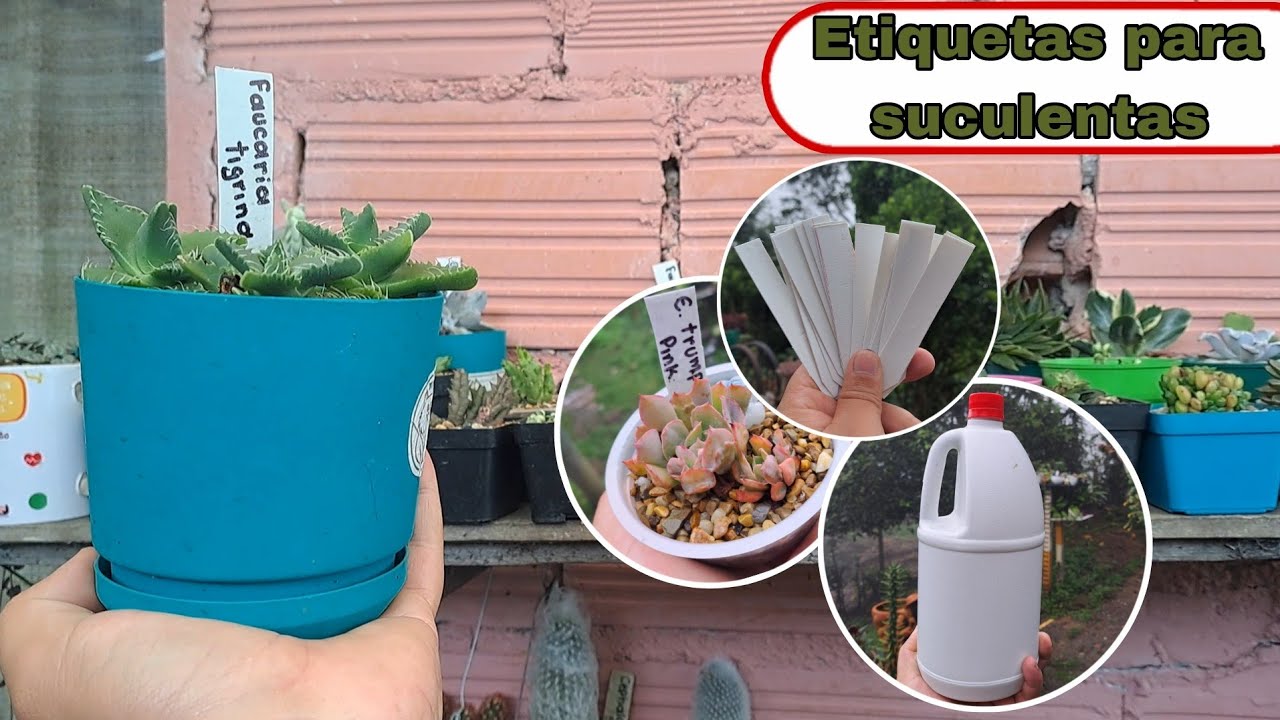 Aprende como realizar etiquetas para marcar tus suculentas.♻️ - YouTube