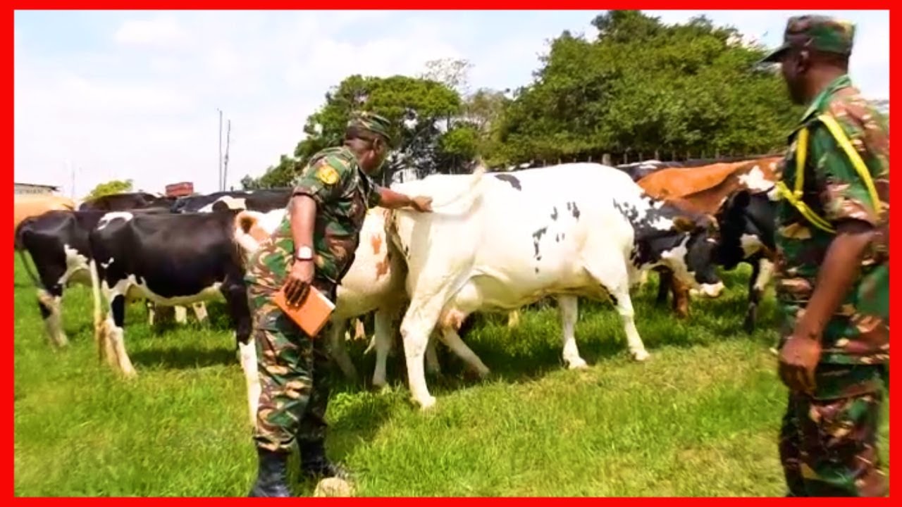 ZIARA YA SAMEJA WA KAMANDI YA JKT YAZURU MASHAMBA YA MIFUGO MAFINGA ...