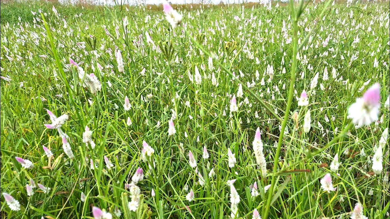 Did you know Ragi Field Flowers name?🌾 | #village #villagelife #flowers ...