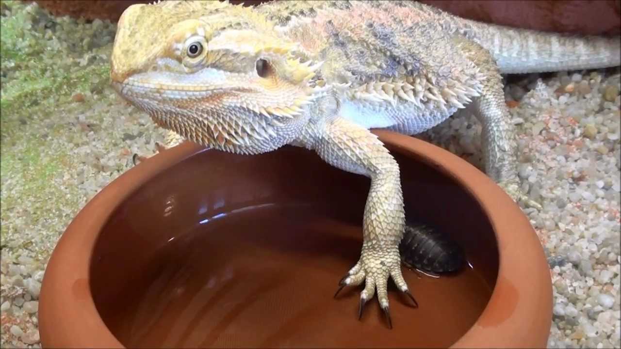 Pogona Vitticeps - YouTube