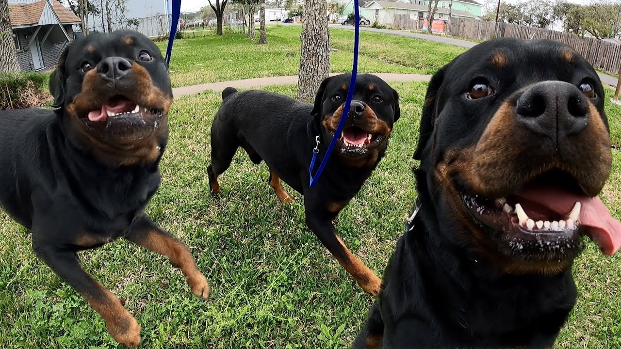 Previously Trained Handsome Rottweiler’s Put To The Test | Thanos - YouTube