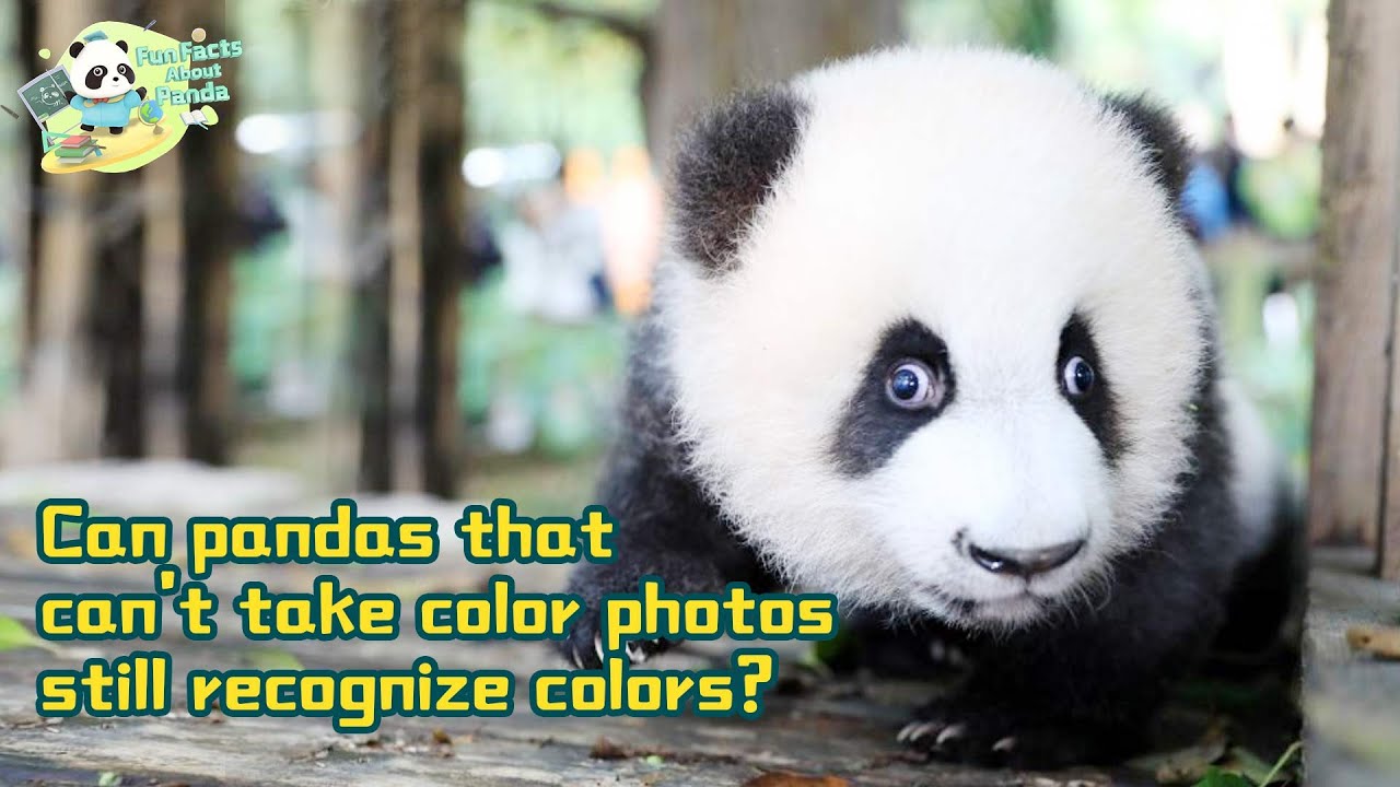 【Fun Facts About Panda 】Do Pandas Have The Ability To Recognize Colors ...