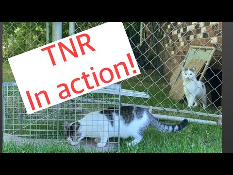 TNR cat trap. Another evening of trap neuter return in WV - YouTube