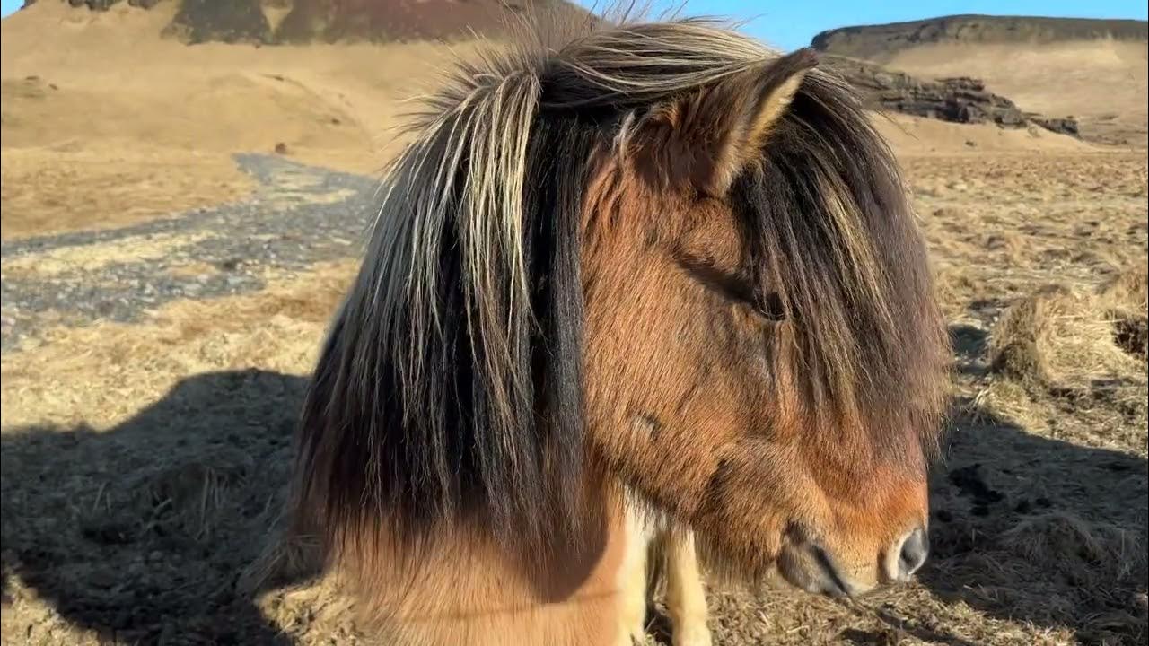 Исландские лошади. Юг Исландии - YouTube