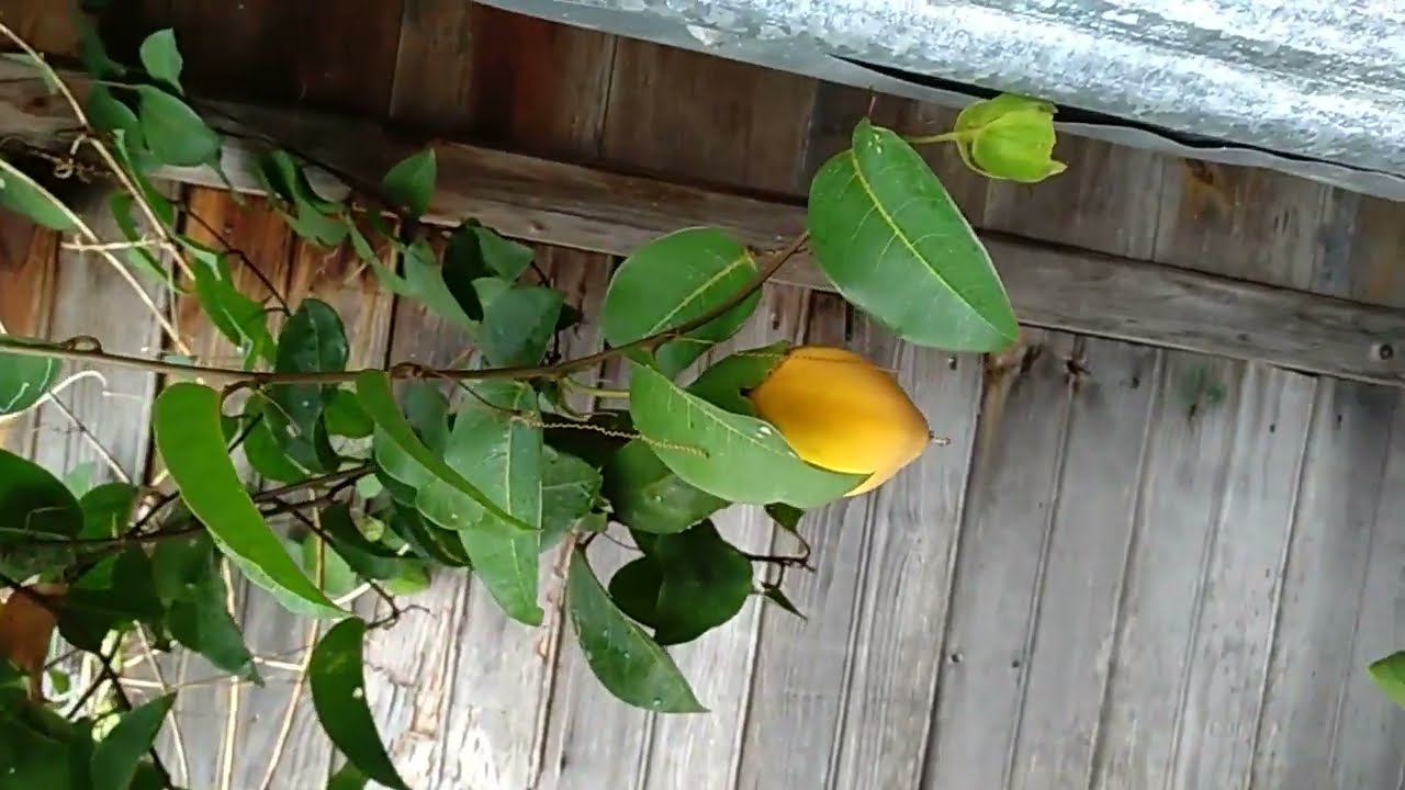 passiflora laurifolia pomme liane - YouTube
