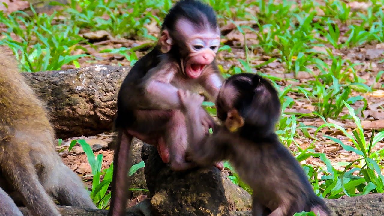 Baby martin happy to play with brother / cute monkey / Lovely monkey ...