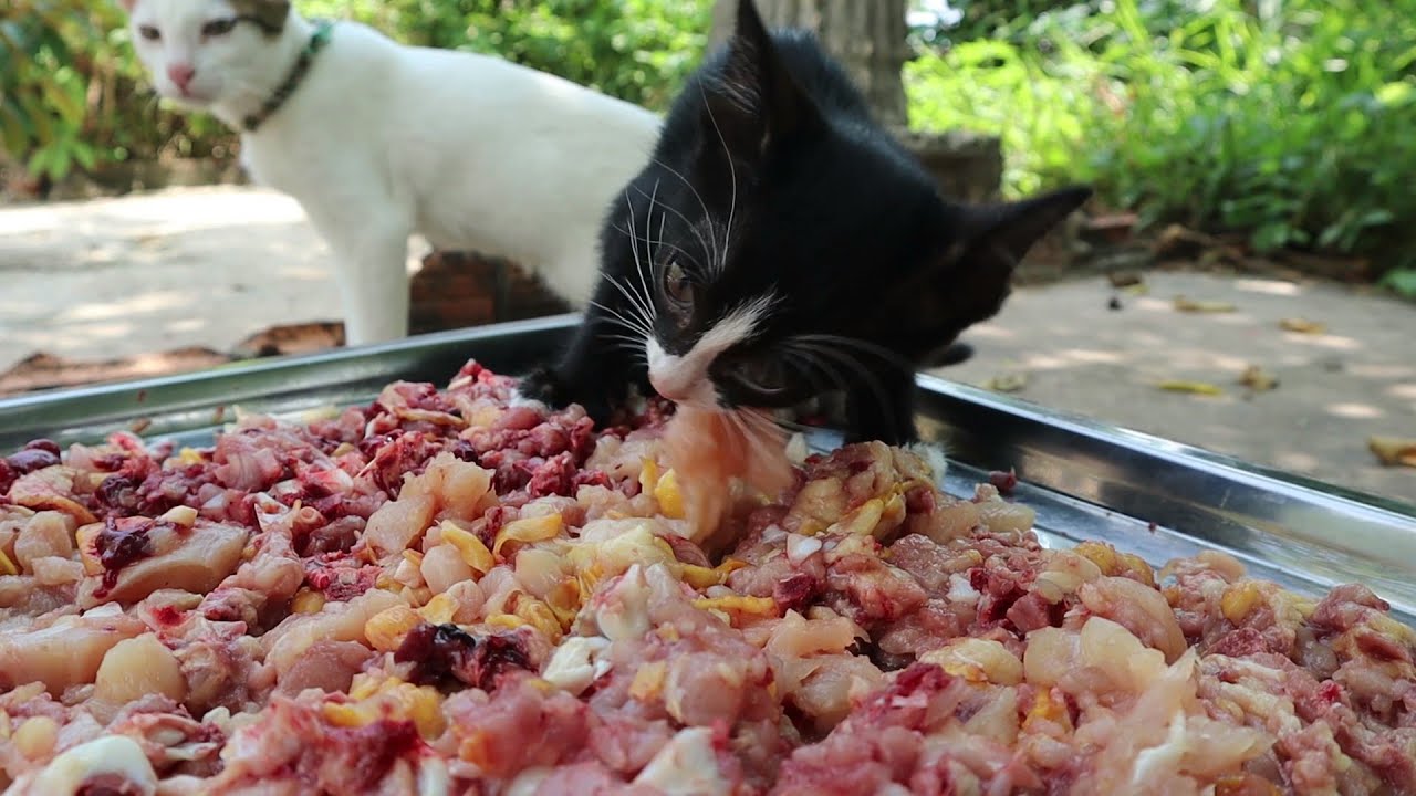 Black Baby kitten eating raw chicken meat - YouTube