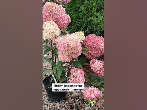 Петит Флори, Черри, Лантерн #гортензия - YouTube