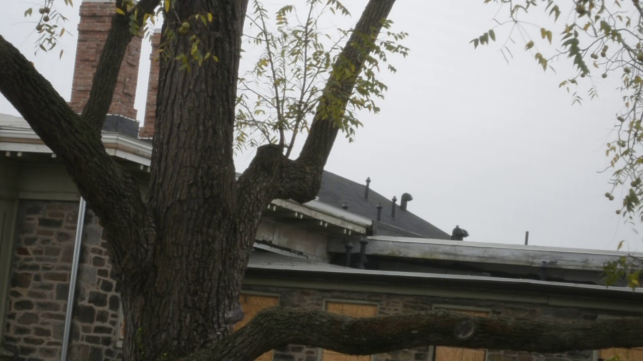 Part 2 of Sharp-shinned hawk chasing squirrel - YouTube