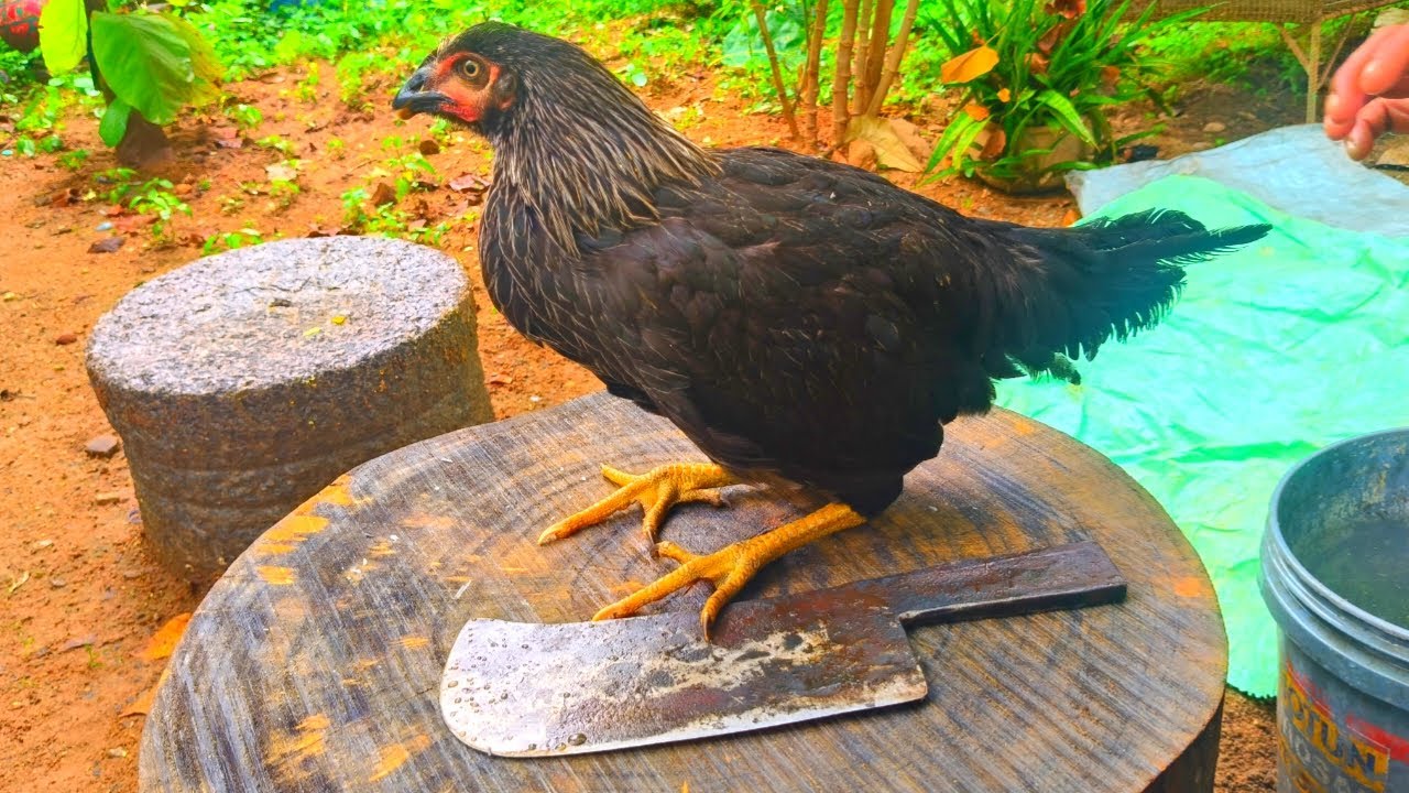 Country Chicken Cleaning & Cutting Skills in My Village | CT 360*🔪 ...