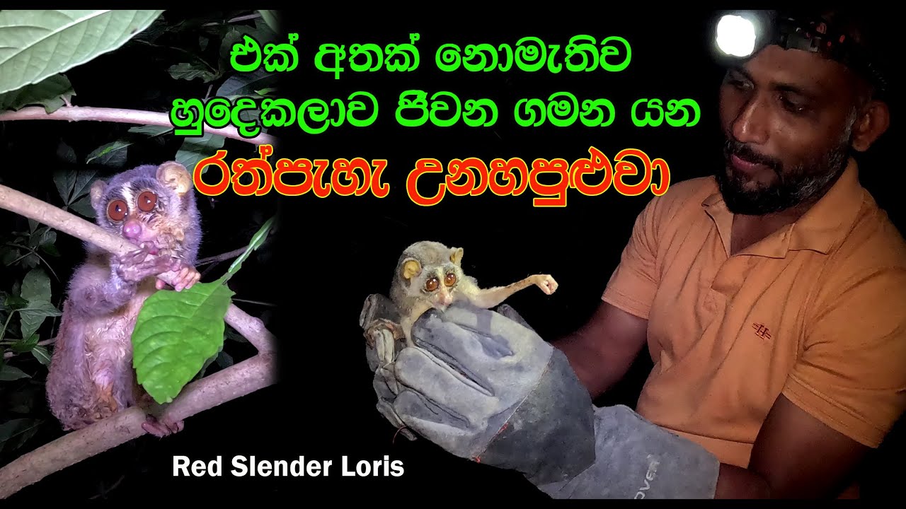 Red Slender Loris - YouTube