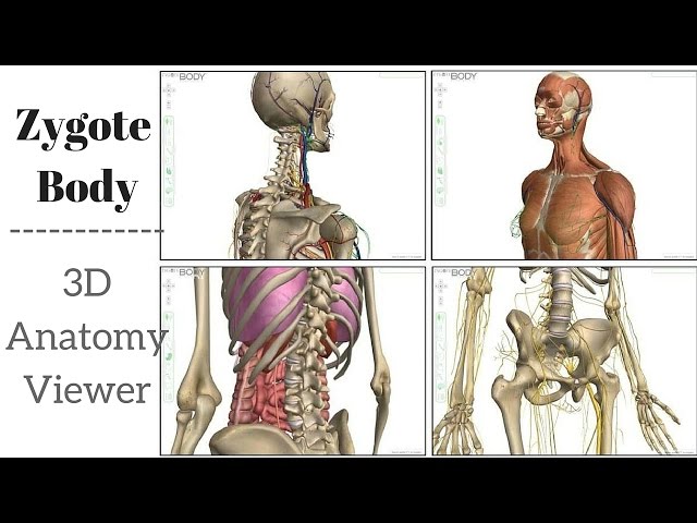 Zygote 3d Anatomy Atlas The Human Anatomy Atlas In Virtual Reality