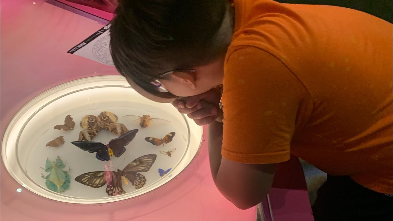 Bugs 🐛 exhibit Denver Nature & Science Museum May2023 - YouTube