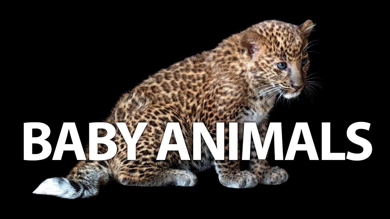 BABY ANIMALS |Amazing World Of Young Animals | Cuteness Overload ...