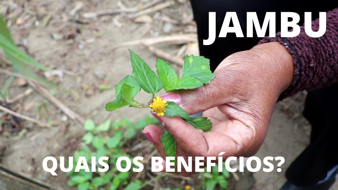 JAMBU - SAIBA TUDO SOBRE ESSA PLANTA - YouTube