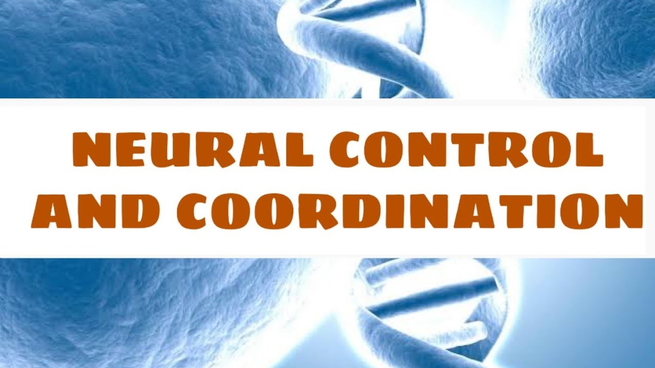 NEURAL CONTROL & COORDINATION BIOLOGY CLASS-XI - YouTube