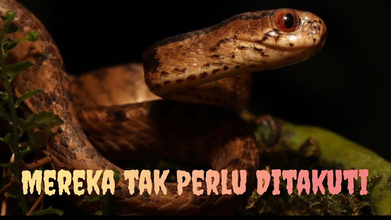 Ular Siput : Mereka tidak berbisa || Keeled Slug Snake (Pareas ...