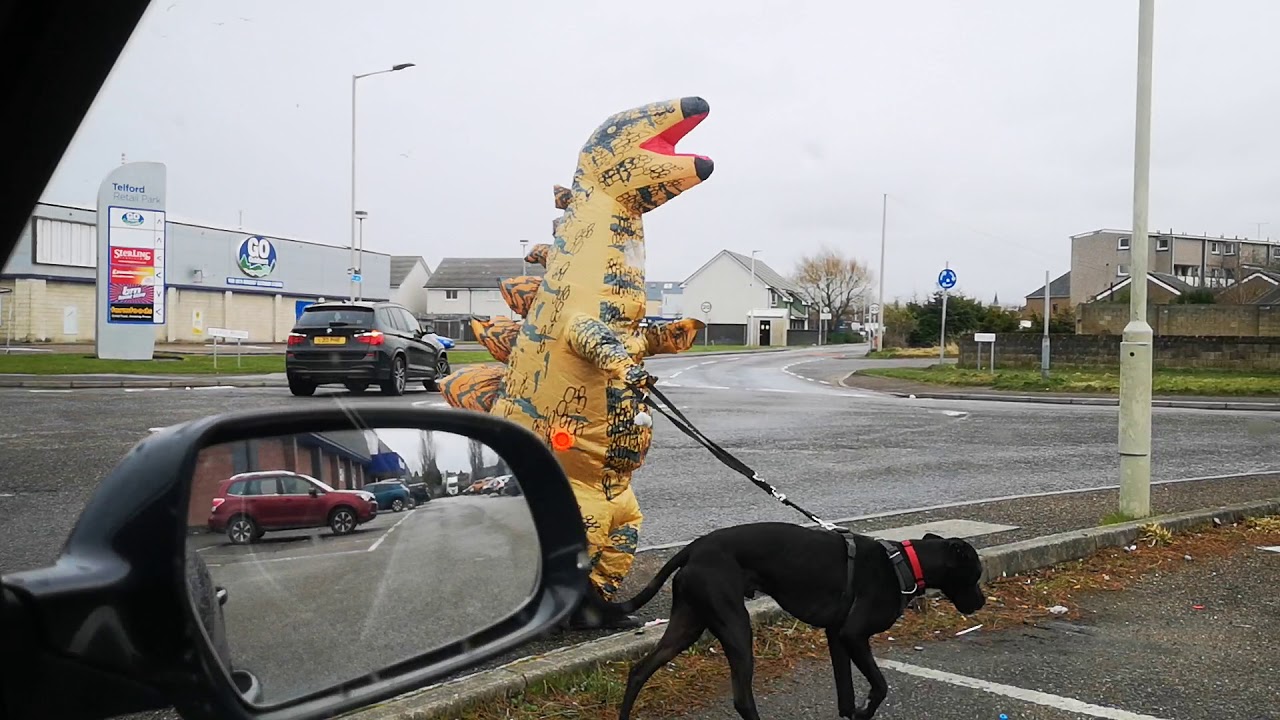 T-Rex spotted walking his dog in Inverness - YouTube