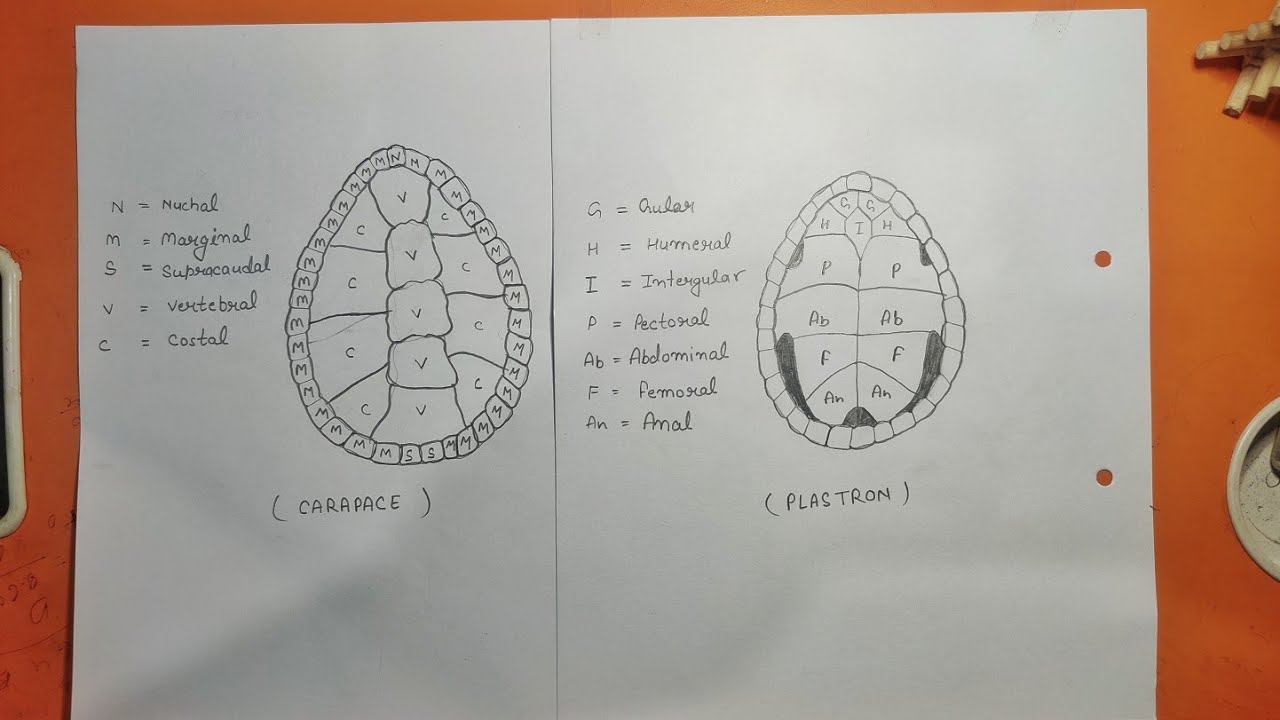 How to draw turtles Carapace and Plastron || bsc zoology diagrams ...