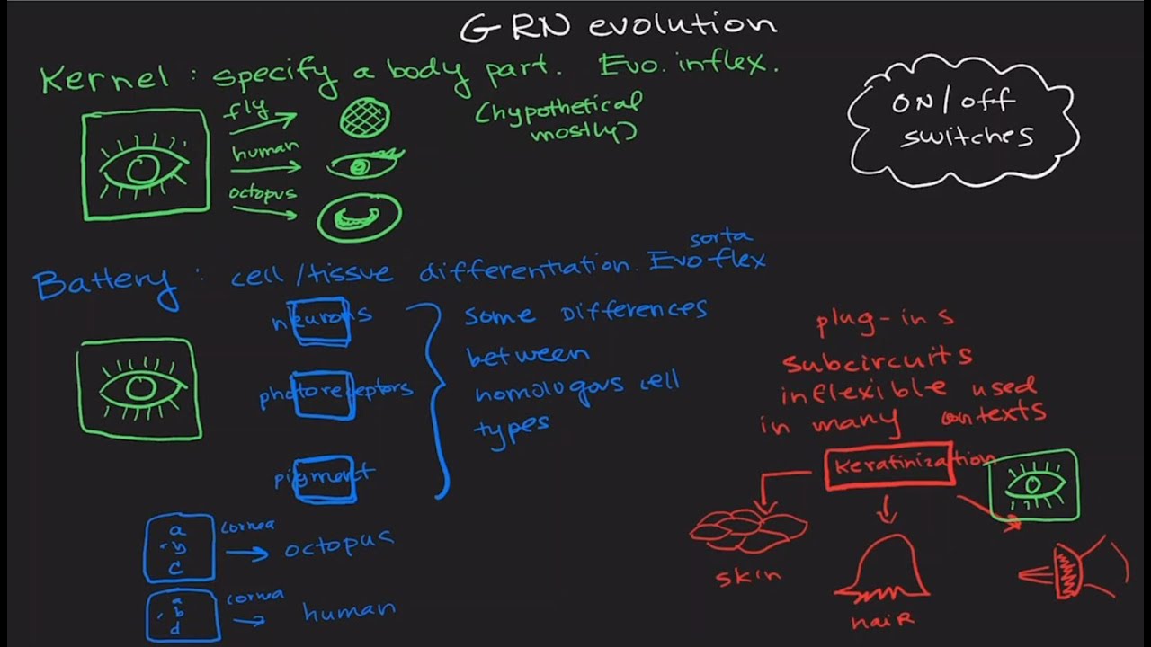 Gene Regulatory Evolution: Intro to Theory - YouTube