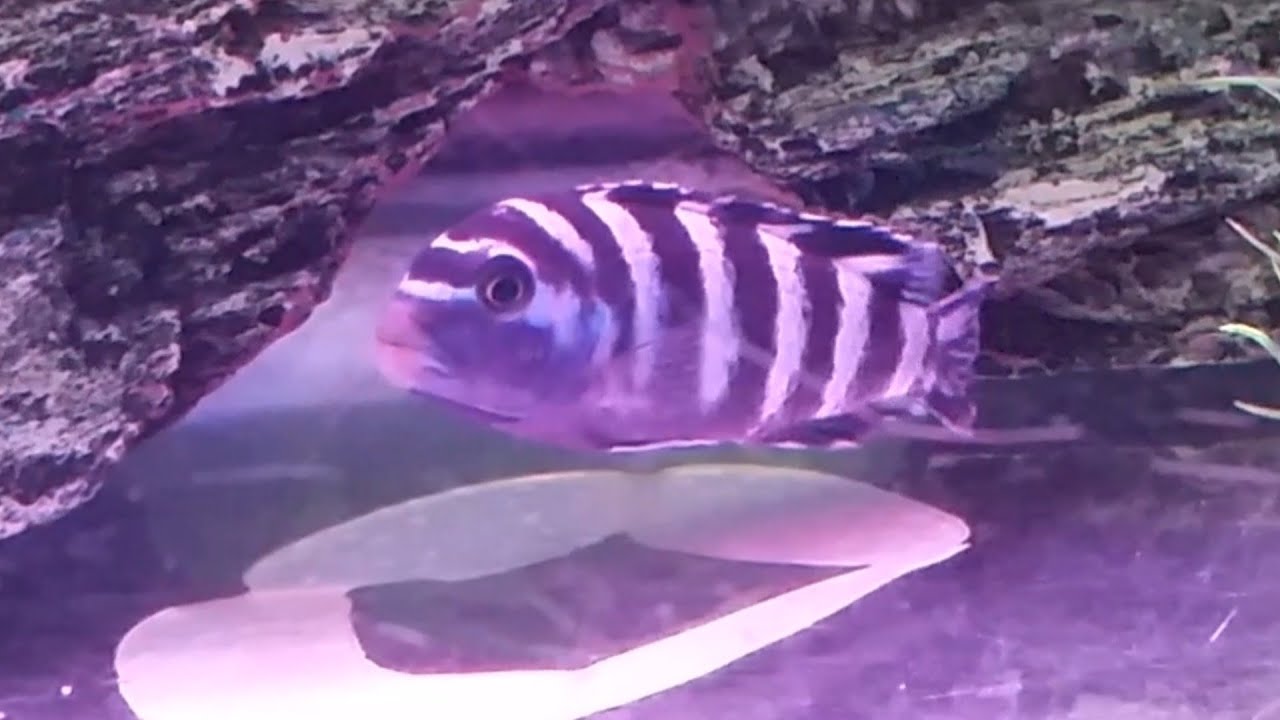 Demasoni cichlid tank mates - what fish can you have with mbuna ...